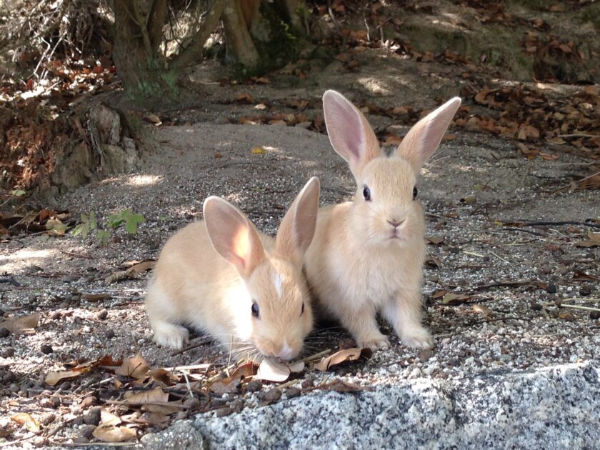 Cute Rabbit Paradise! Let’s go to Okunoshima! 【Hiroshima】 | Tabimania Japan