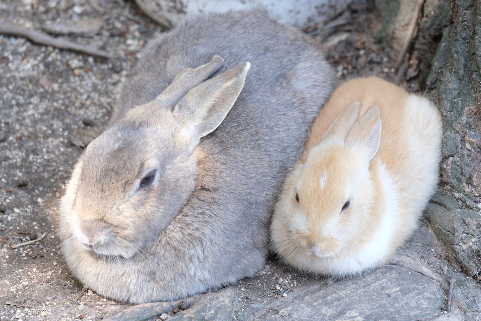 rabits | Tabimania Japan