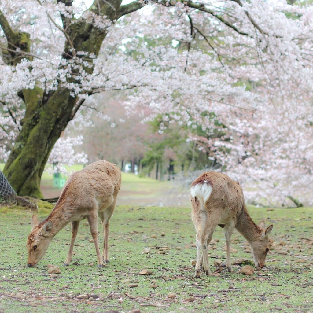 Todai-ji Nigatsu-do A Hidden Sunset Gem in Nara_deer | Tabimania Japan