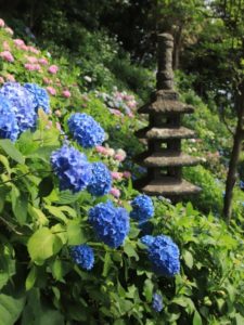 Hotspot of Hydrangea in Kamakura: Hasedera Temple | Tabimania Japan