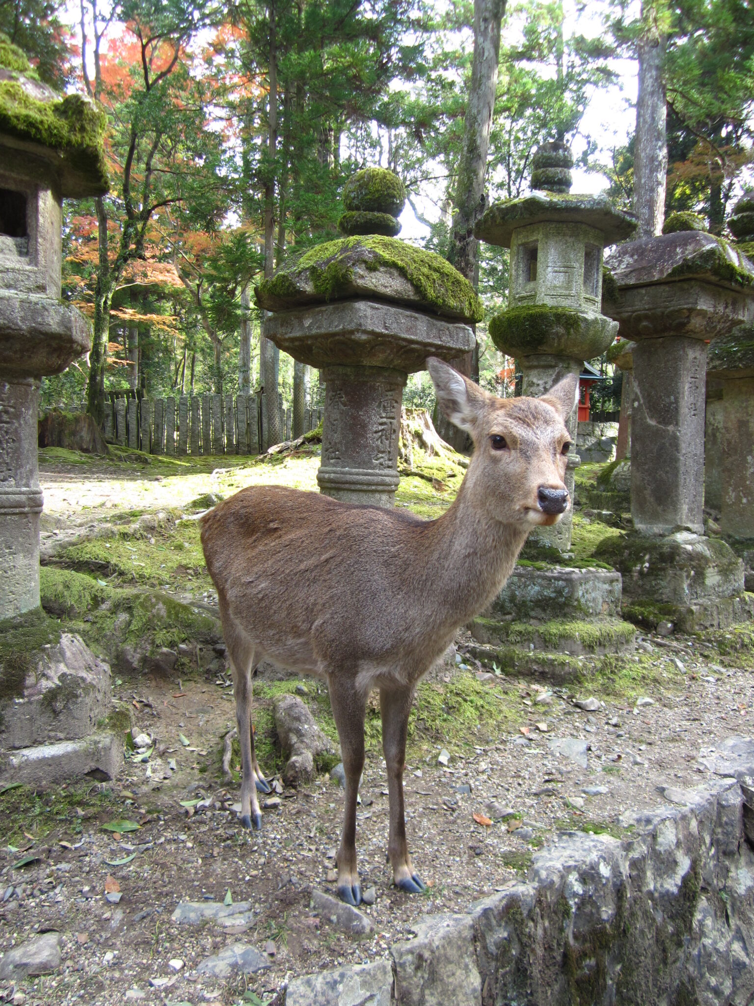 How to Interact Safely with Deer in Nara Park