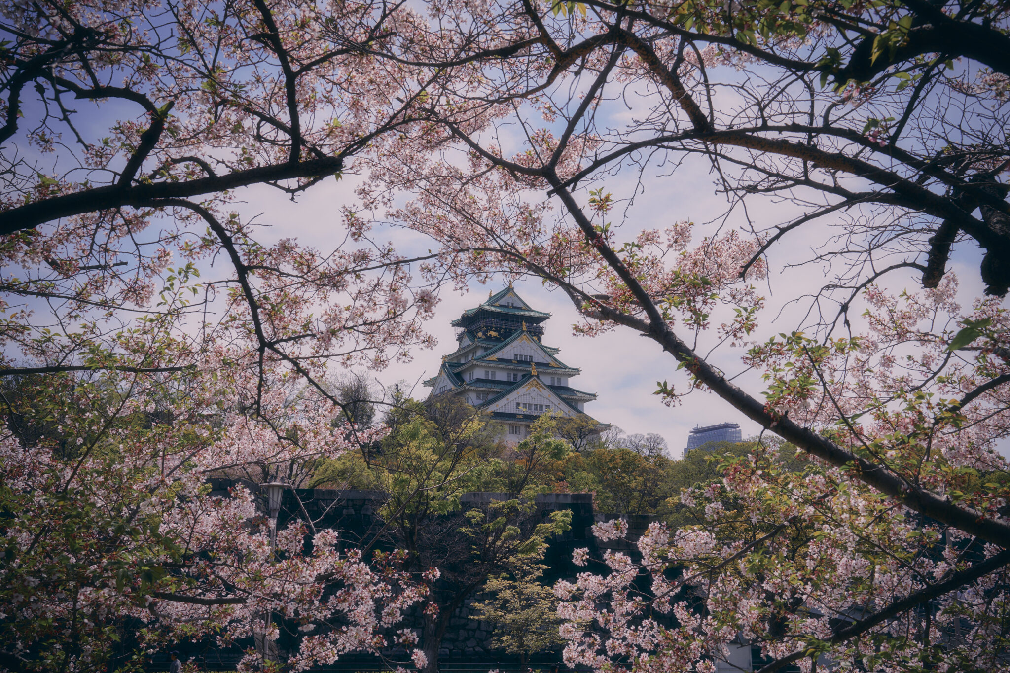 Famous 11 Places for Sakura Cherry Blossoms in Osaka