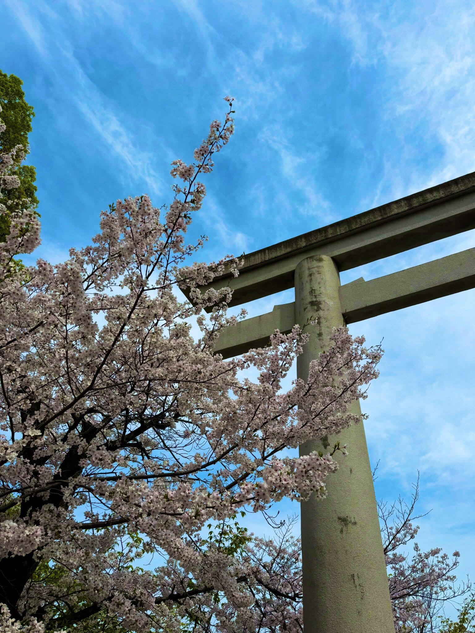 Suminoe_Park_Sakura_Cherry_Blossom_Osaka_Japan | Tabimania Japan