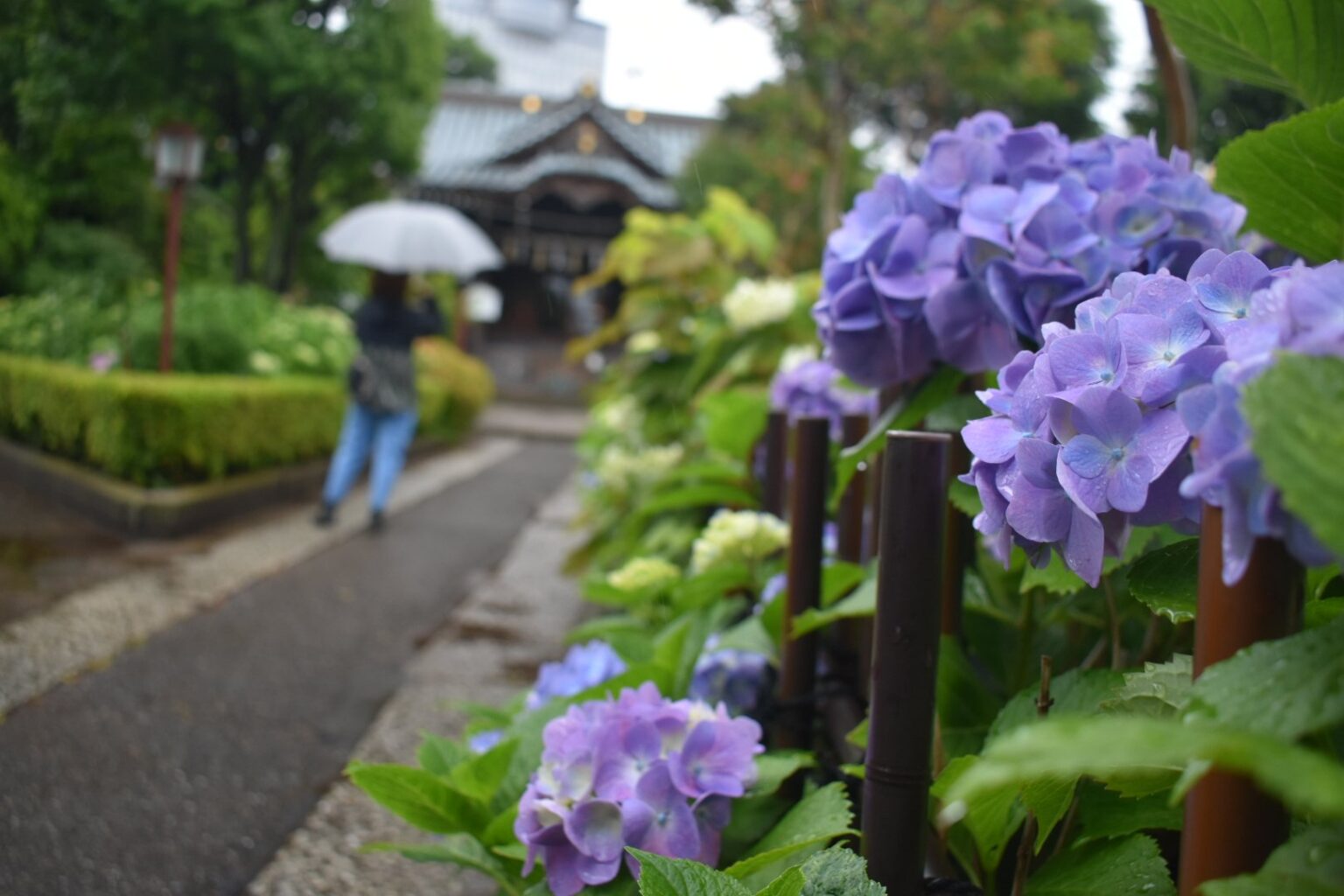 Tsuyu_Hakusan_Shrine_tokyo_rain | Tabimania Japan