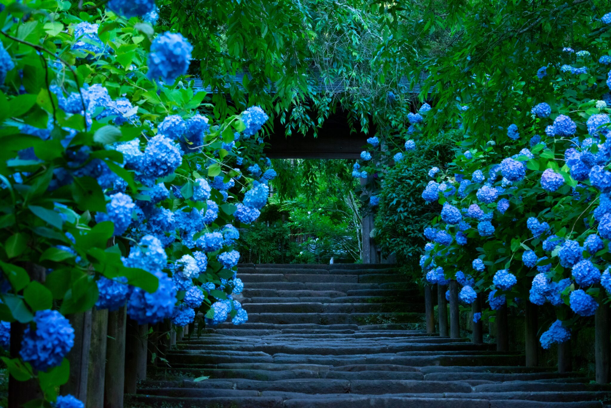 Japan’s Rainy Season Explained: When Is Tsuyu and How to Enjoy It