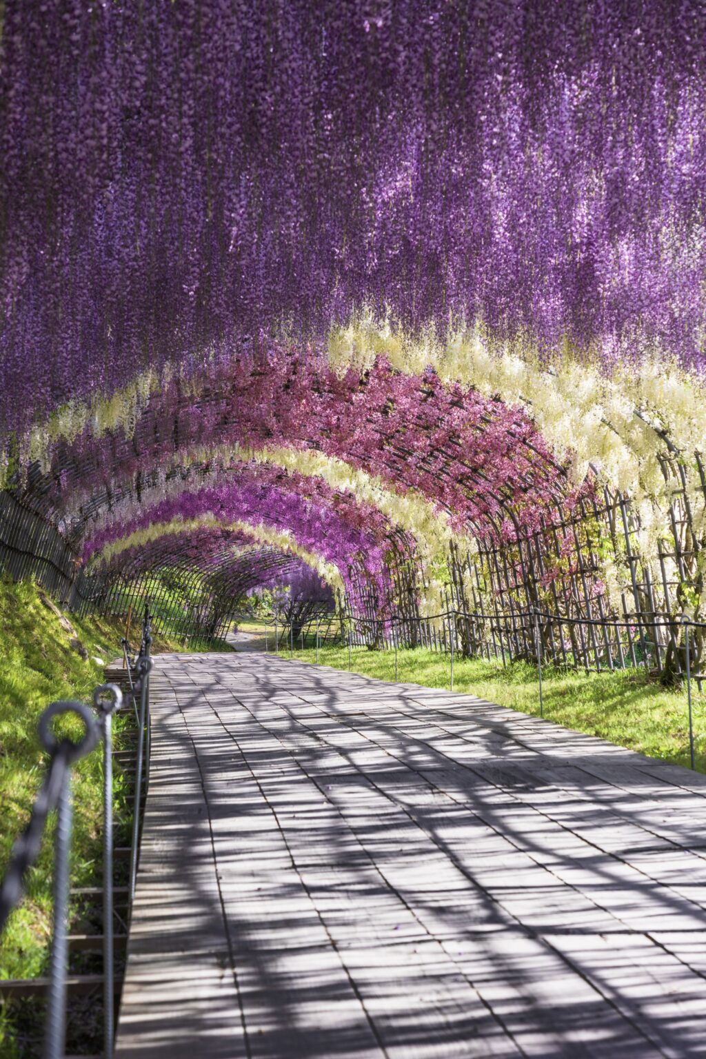 Kawachi Wisteria Garden: Japan’s Stunning Floral Purple Tunnel 【2025】