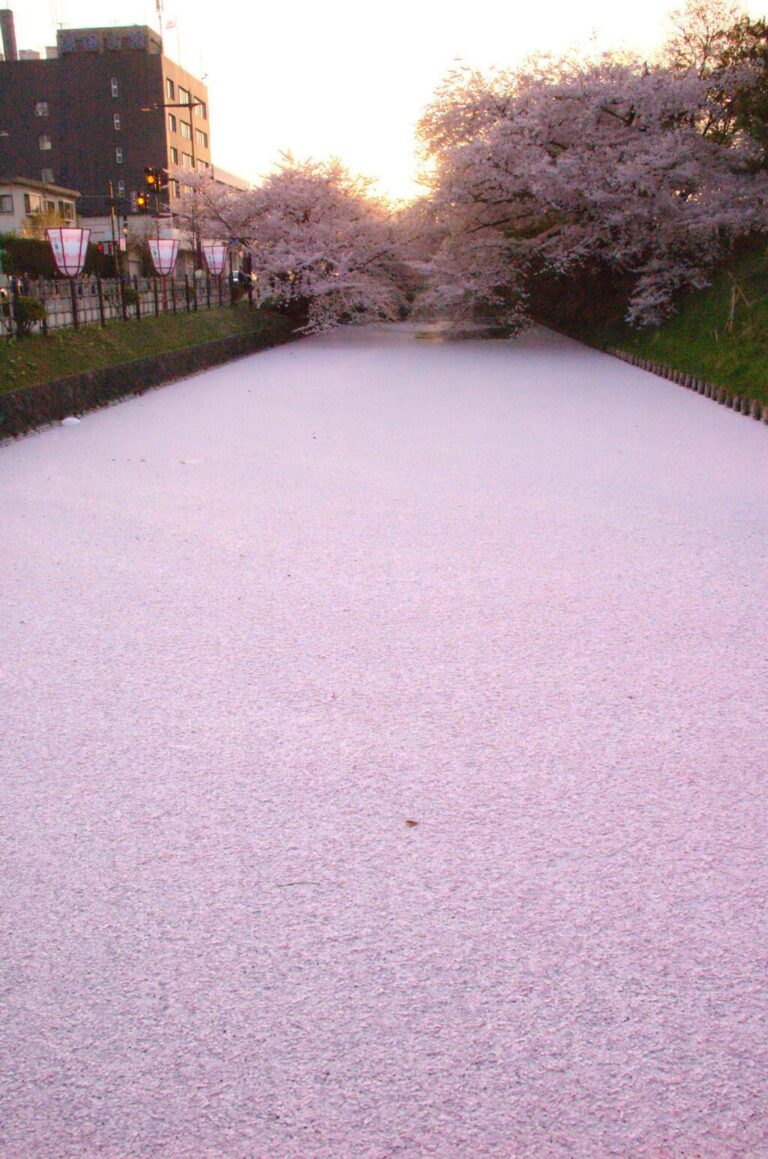 Hirosaki_castle_Aomori_Japan_Spring_sakura_pink_river | Tabimania Japan