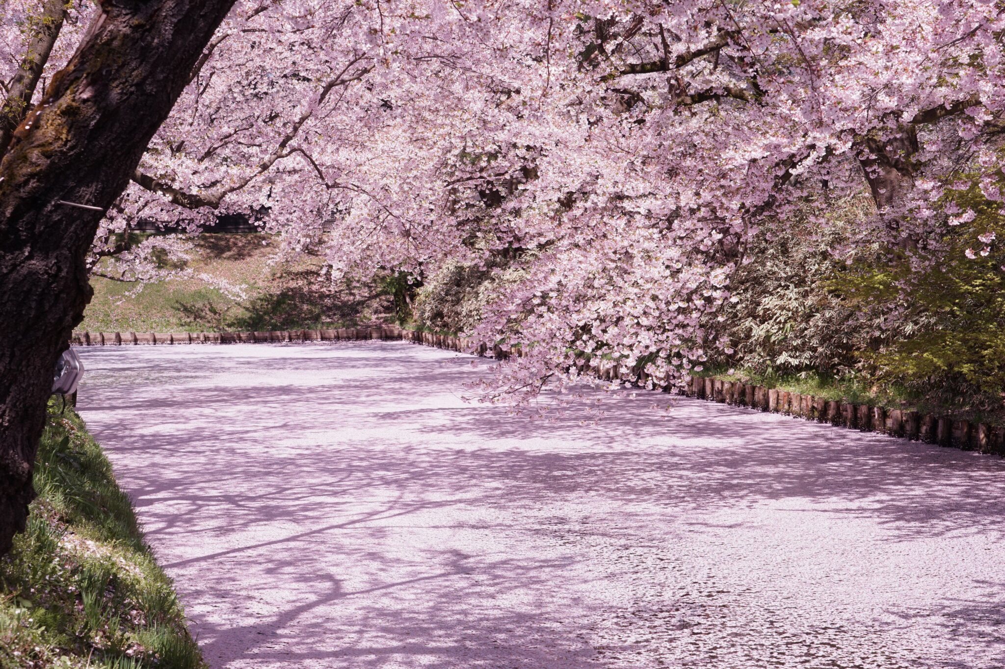 Hirosaki_castle_Aomori_Japan_Spring_sakura_pink_river_carpet ...