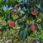 Japan’s Seasonal Fruits Calendar: Best Times to Enjoy Fresh Flavors