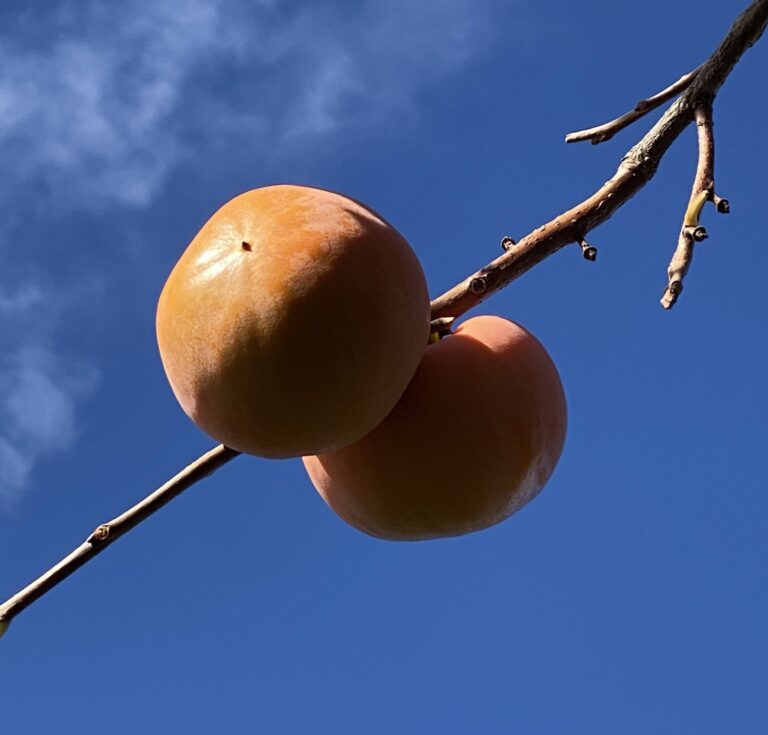 Japanese_Persimmon | Tabimania Japan