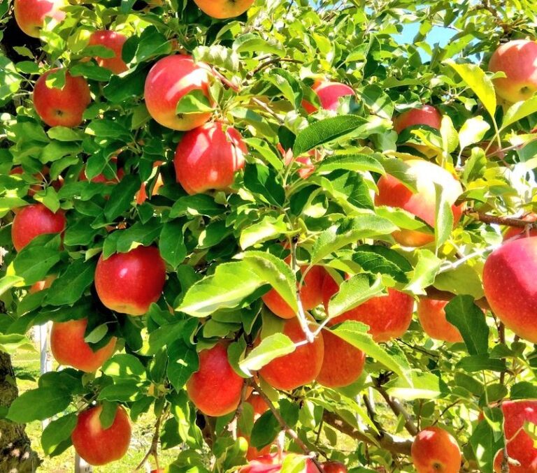 Japan’s Seasonal Fruits Calendar: Best Times to Enjoy Fresh Flavors