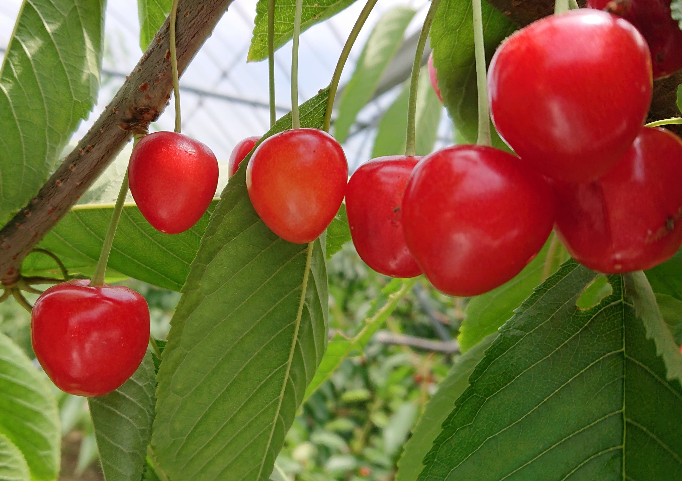 Japan’s Seasonal Fruits Calendar: Best Times to Enjoy Fresh Flavors
