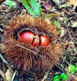 Japan’s Seasonal Fruits Calendar: Best Times to Enjoy Fresh Flavors