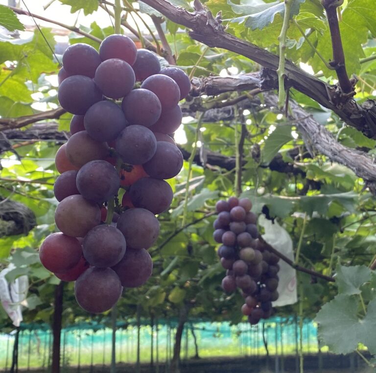 Japan’s Seasonal Fruits Calendar: Best Times to Enjoy Fresh Flavors