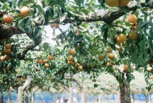 Japan’s Seasonal Fruits Calendar: Best Times to Enjoy Fresh Flavors