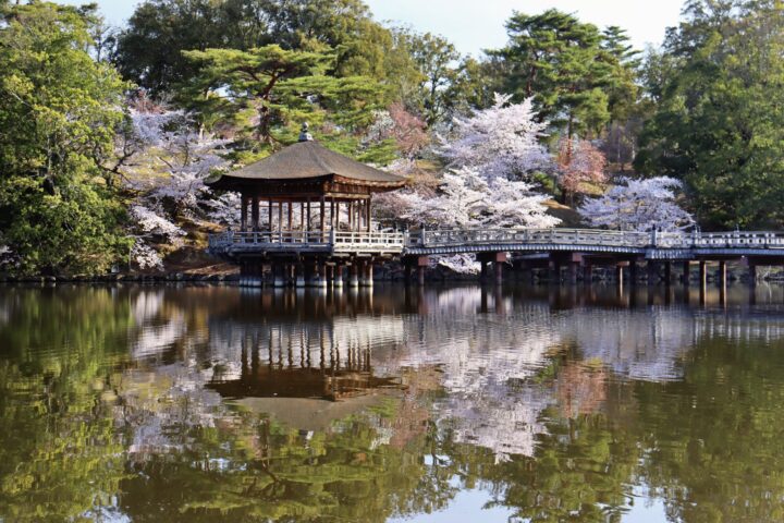 Best Sakura Spots in Nara: See Cherry Blossom and Deer