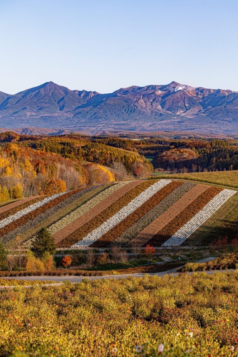 Shikisai-no-Oka: A Must-Visit Colorful Flower Field in Biei, Hokkaido