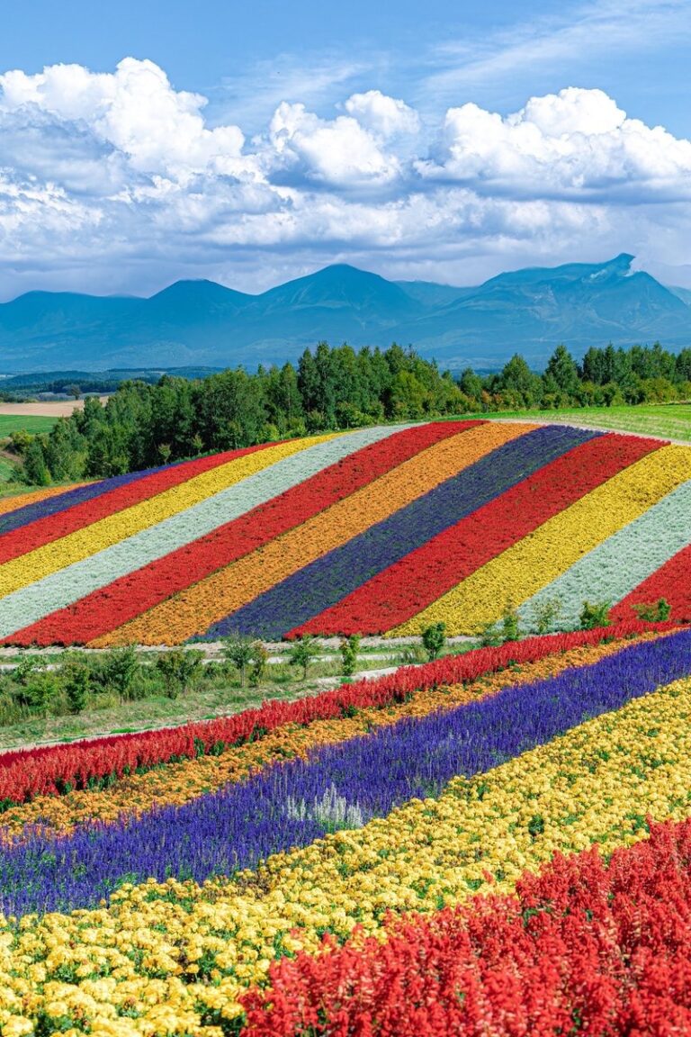 Shikisai-no-Oka: A Must-Visit Colorful Flower Field in Biei, Hokkaido