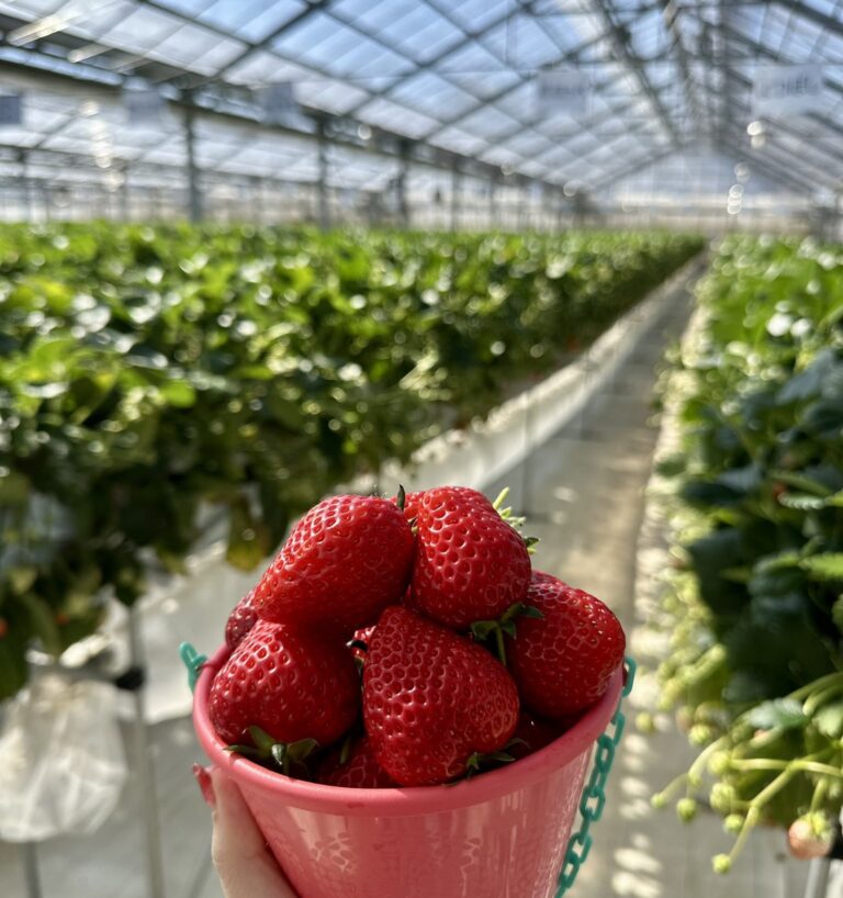 Strawberry_picking_ichigo_gari_japan | Tabimania Japan