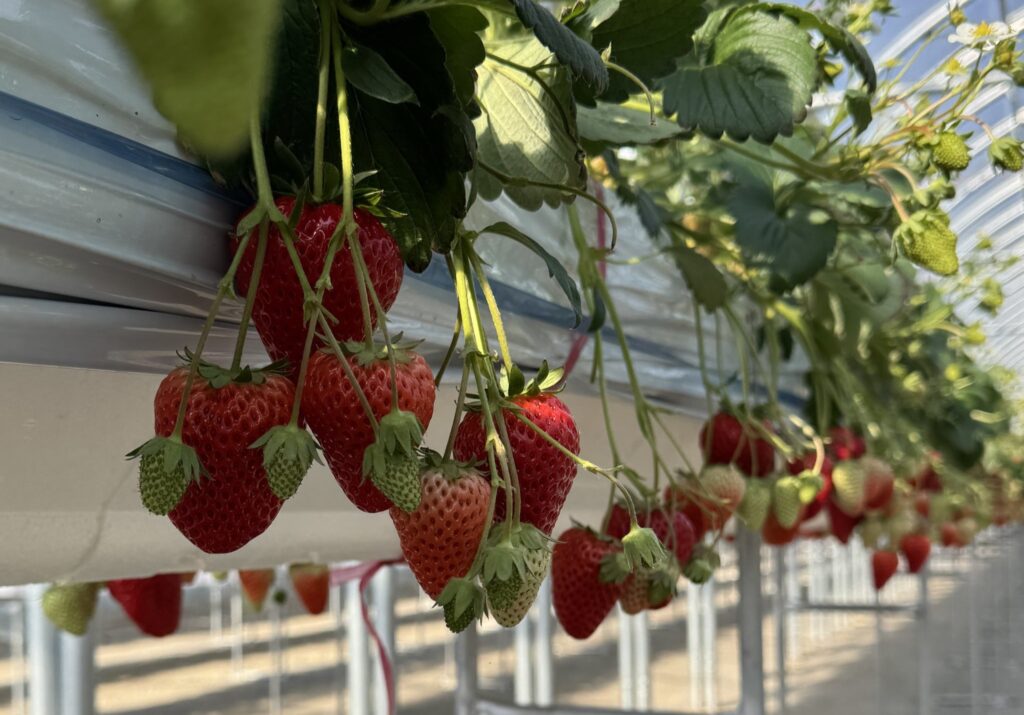 Strawberry_picking_ichigo_gari_japan_ | Tabimania Japan