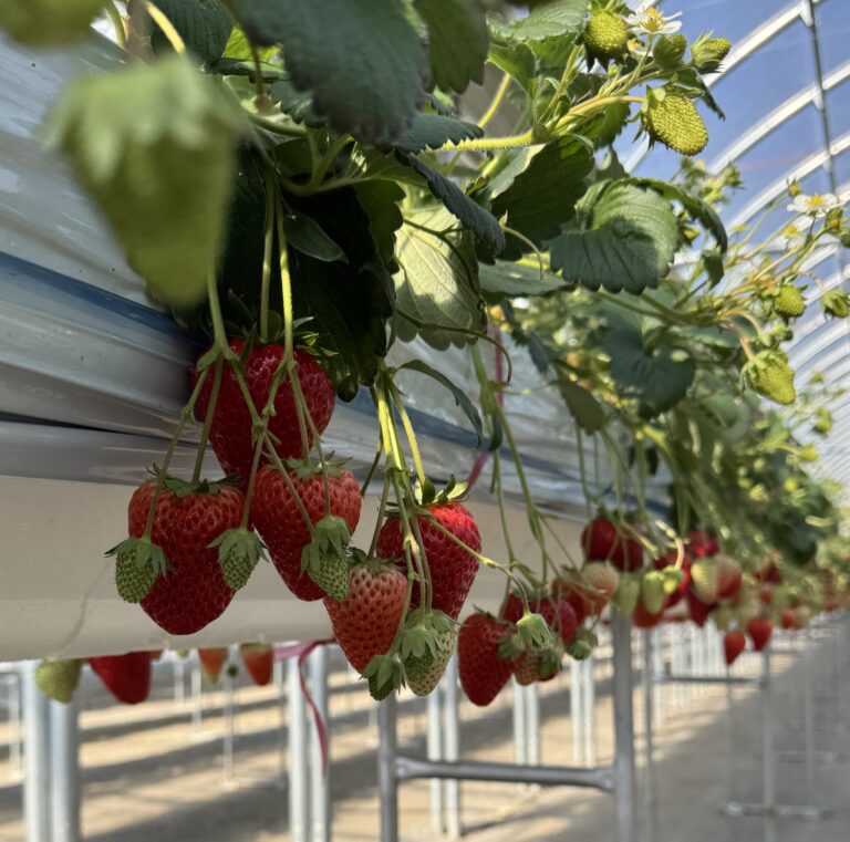 Enjoy Strawberry Picking in Japan! A Complete Guide for Beginners