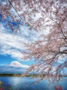 5 Breathtaking Spots to See Mt. Fuji and Sakura