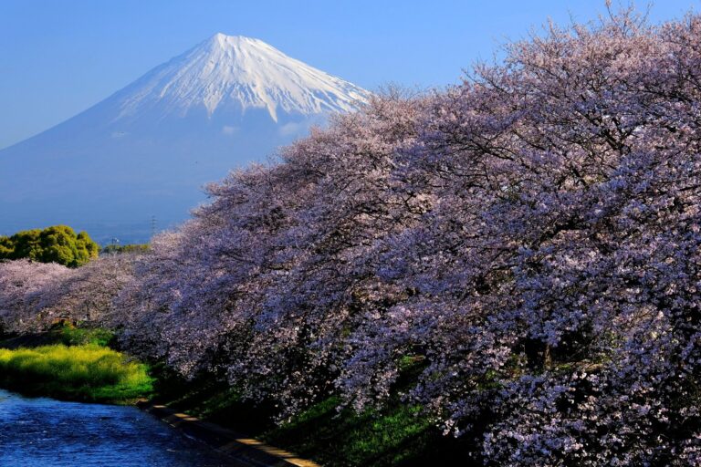 Urui_river_Ryuganbuchi_Sakura_Japan_shizuoka | Tabimania Japan