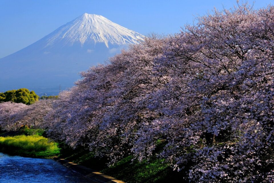 5 Breathtaking Spots to See Mt. Fuji and Sakura