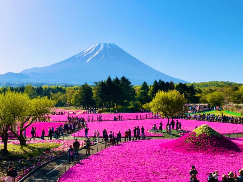 Yamanashi_spring_Fuji_shibazakura_festival_May | Tabimania Japan