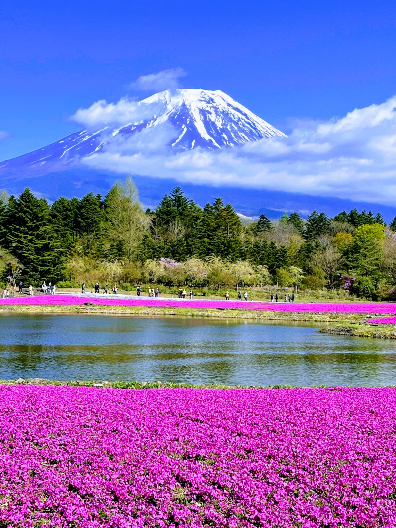 Yamanashi_spring_Fuji_shibazakura_festival_pond | Tabimania Japan