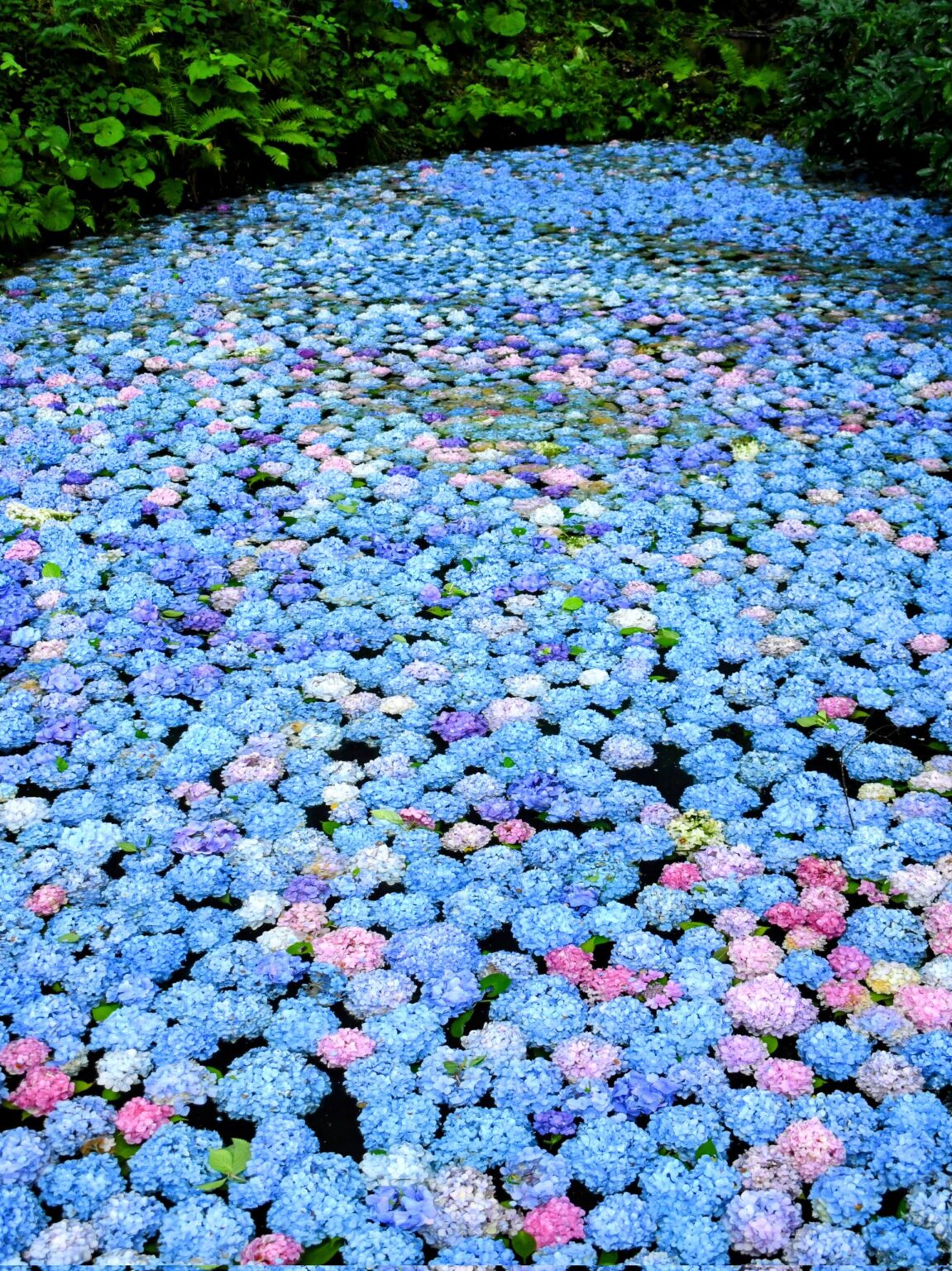Michinoku_Hydrangea_Garden_Iwate_tohoku_japan_blue_pond | Tabimania Japan