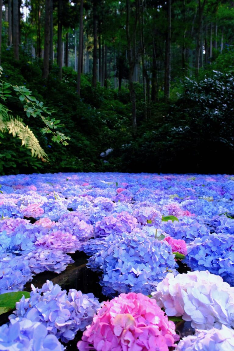 Japan’s Stunning Hydrangea Pond: Michinoku Hydrangea Festival 2025