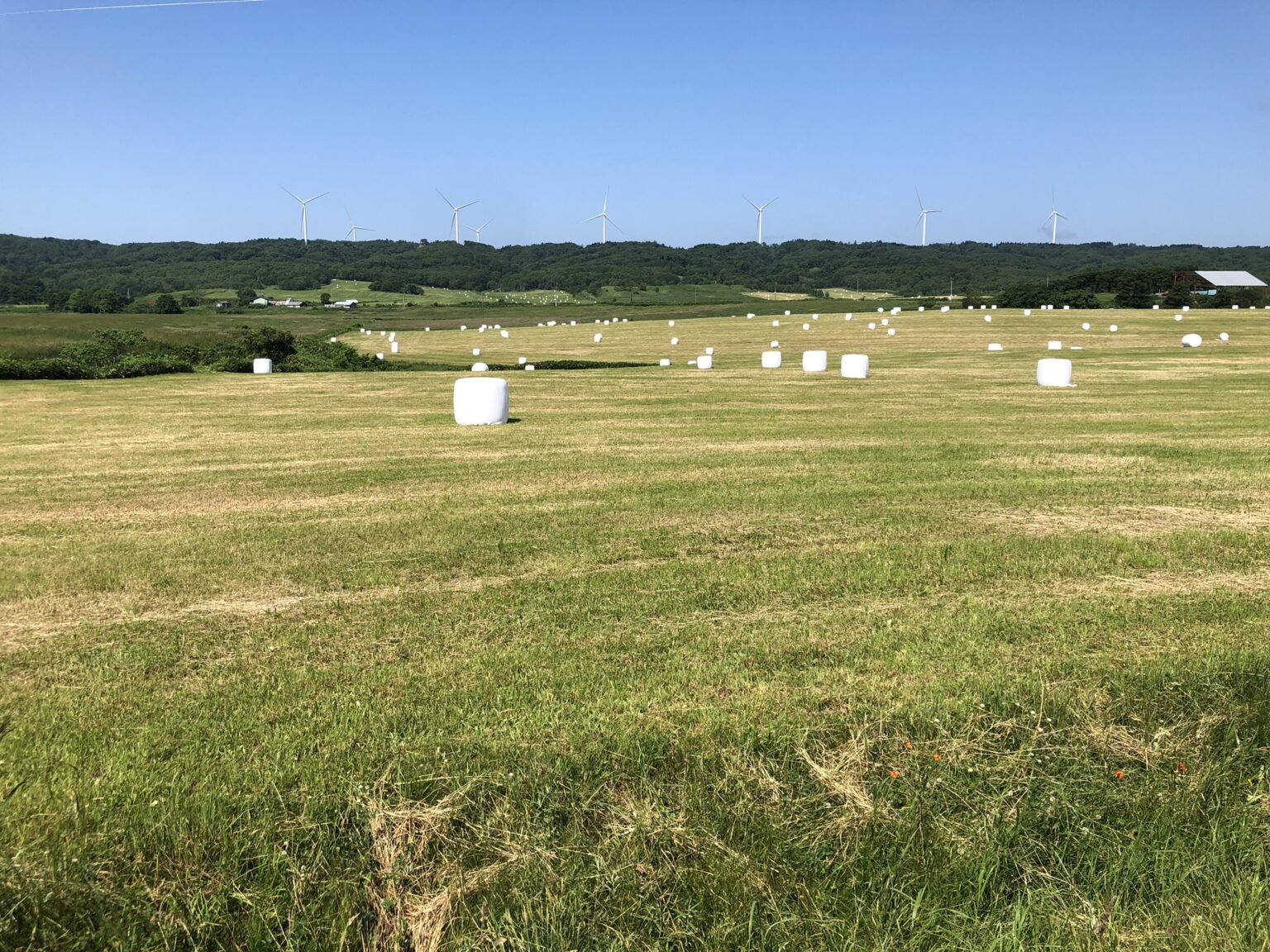 The Ultimate Guide to Seicomart: Hokkaido’s Favorite Local Convenience Store