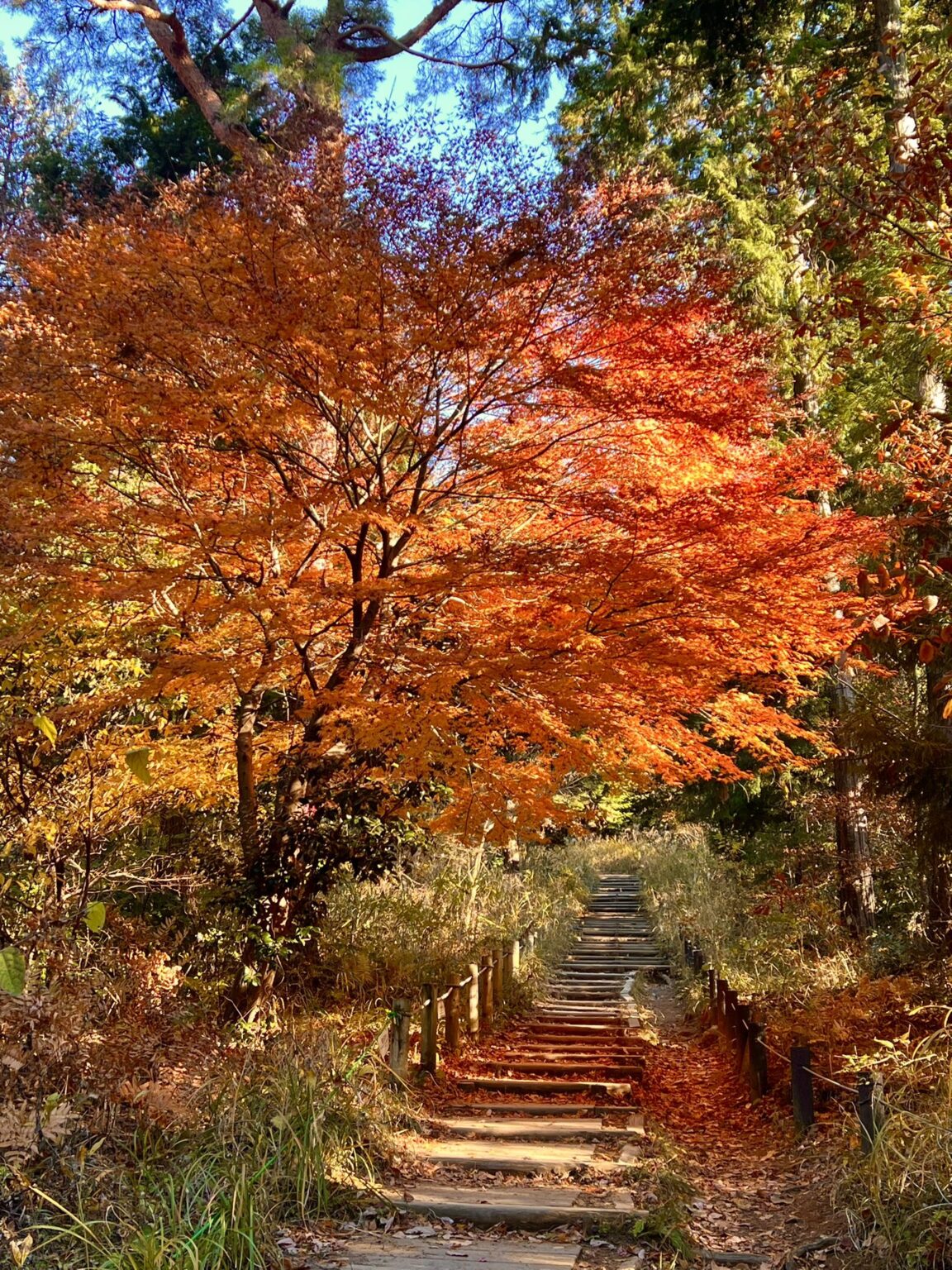 Plan Your Autumn Trip: Japan’s Best Fall Foliage by Region and Timing