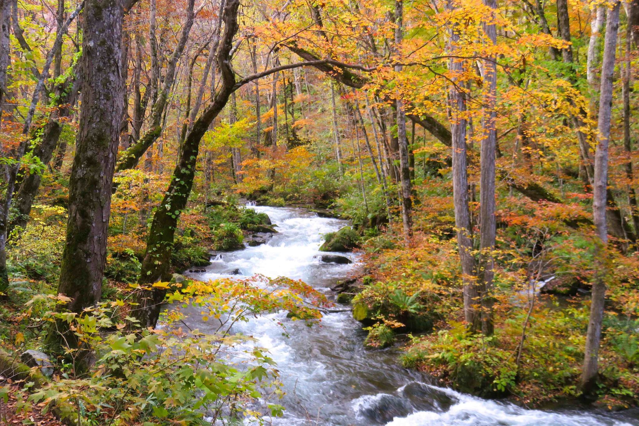 Plan Your Autumn Trip: Japan’s Best Fall Foliage by Region and Timing