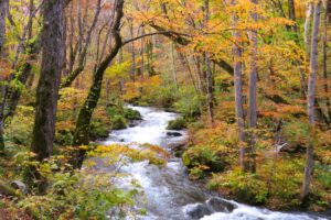 Plan Your Autumn Trip: Japan’s Best Fall Foliage by Region and Timing