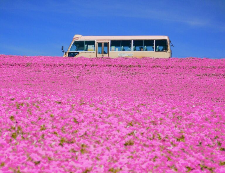Mother Farm’s Pink Paradise: A Stunning Sea of 25,000 Petunias