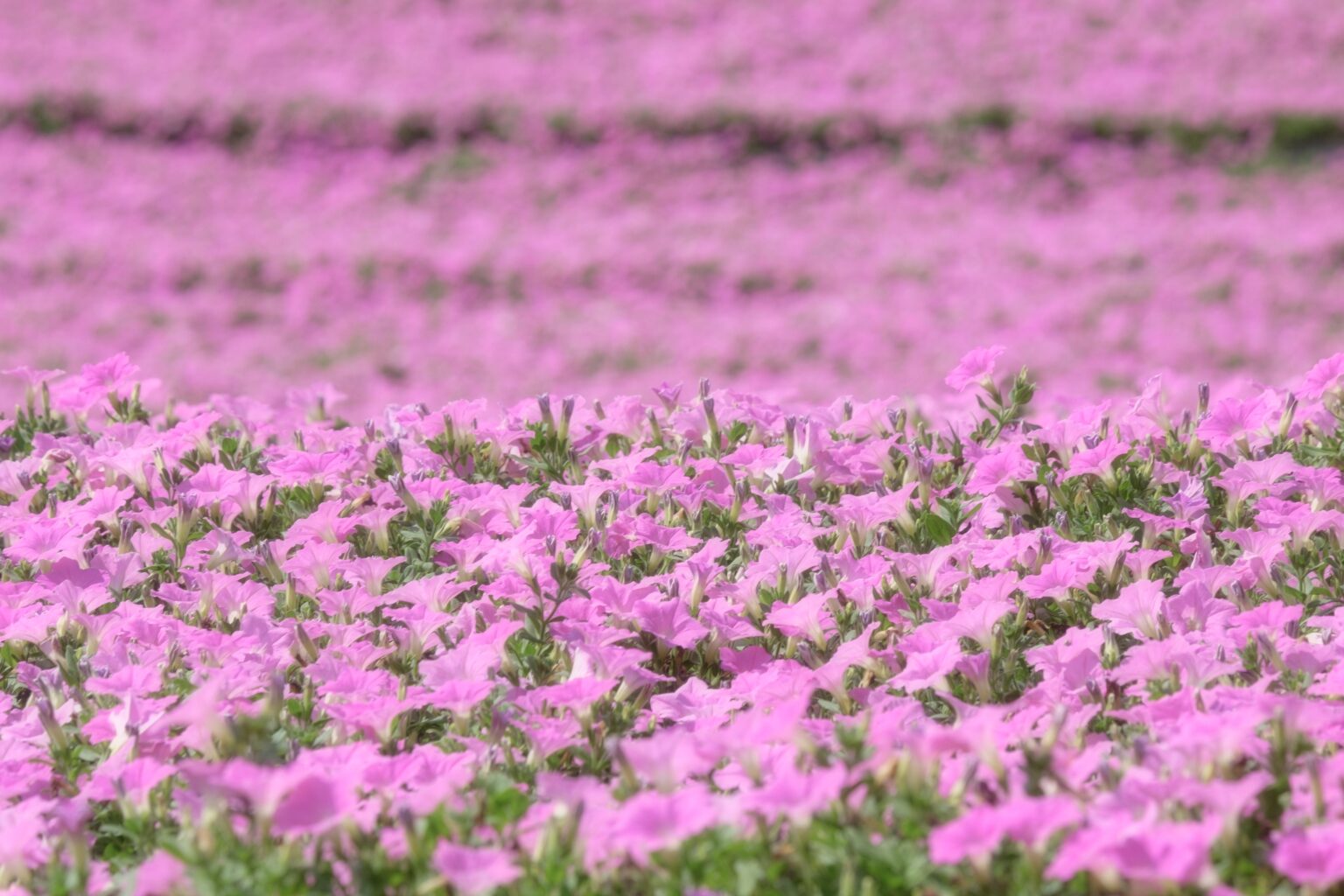 Mother Farm’s Pink Paradise: A Stunning Sea of 25,000 Petunias