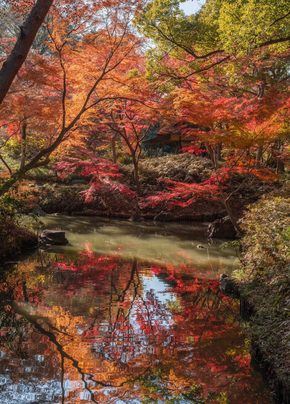 Plan Your Autumn Trip: Japan’s Best Fall Foliage by Region and Timing