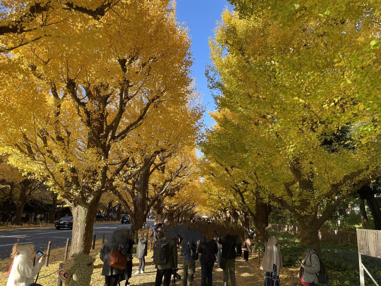 Where to See Tokyo’s Golden Ginkgo Trees in 2025