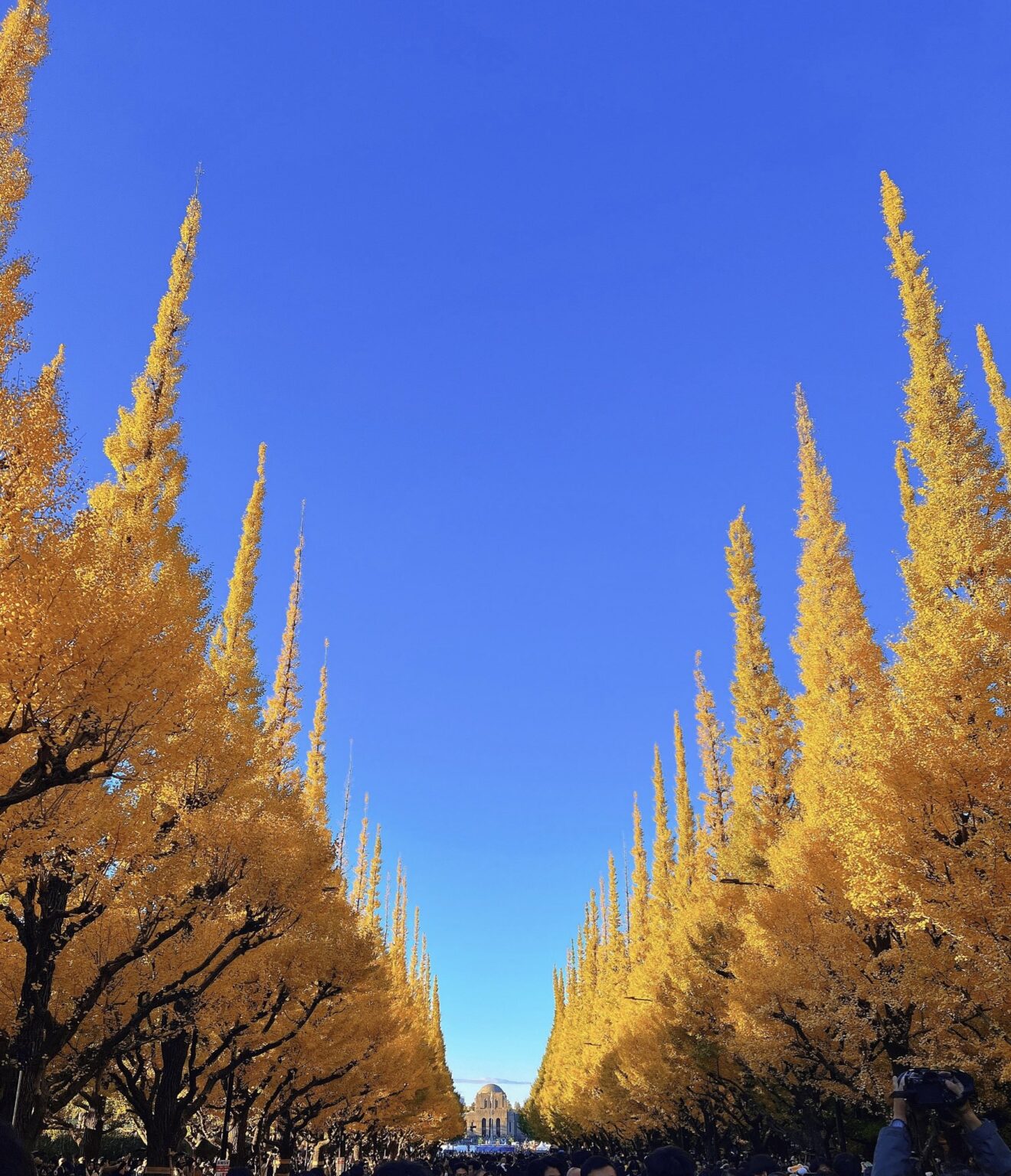 Where to See Tokyo’s Golden Ginkgo Trees in 2025