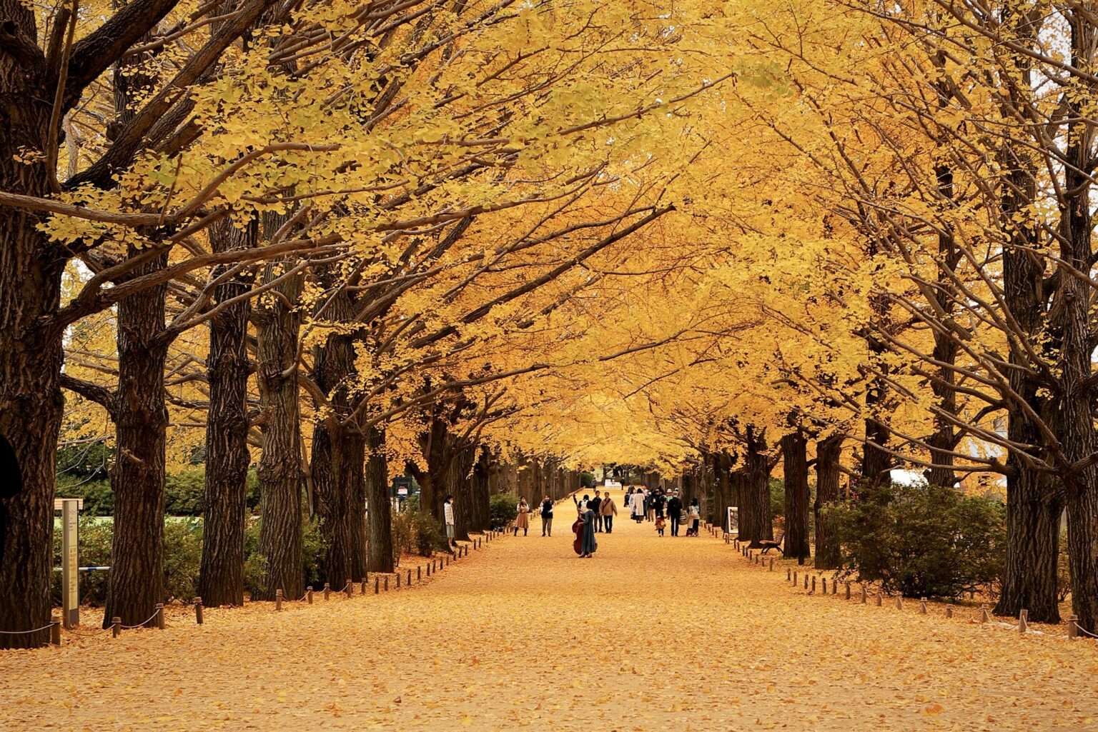 Golden Ginkgo Avenues in Tokyo_Showa_kinen_Park_Yellow_world ...