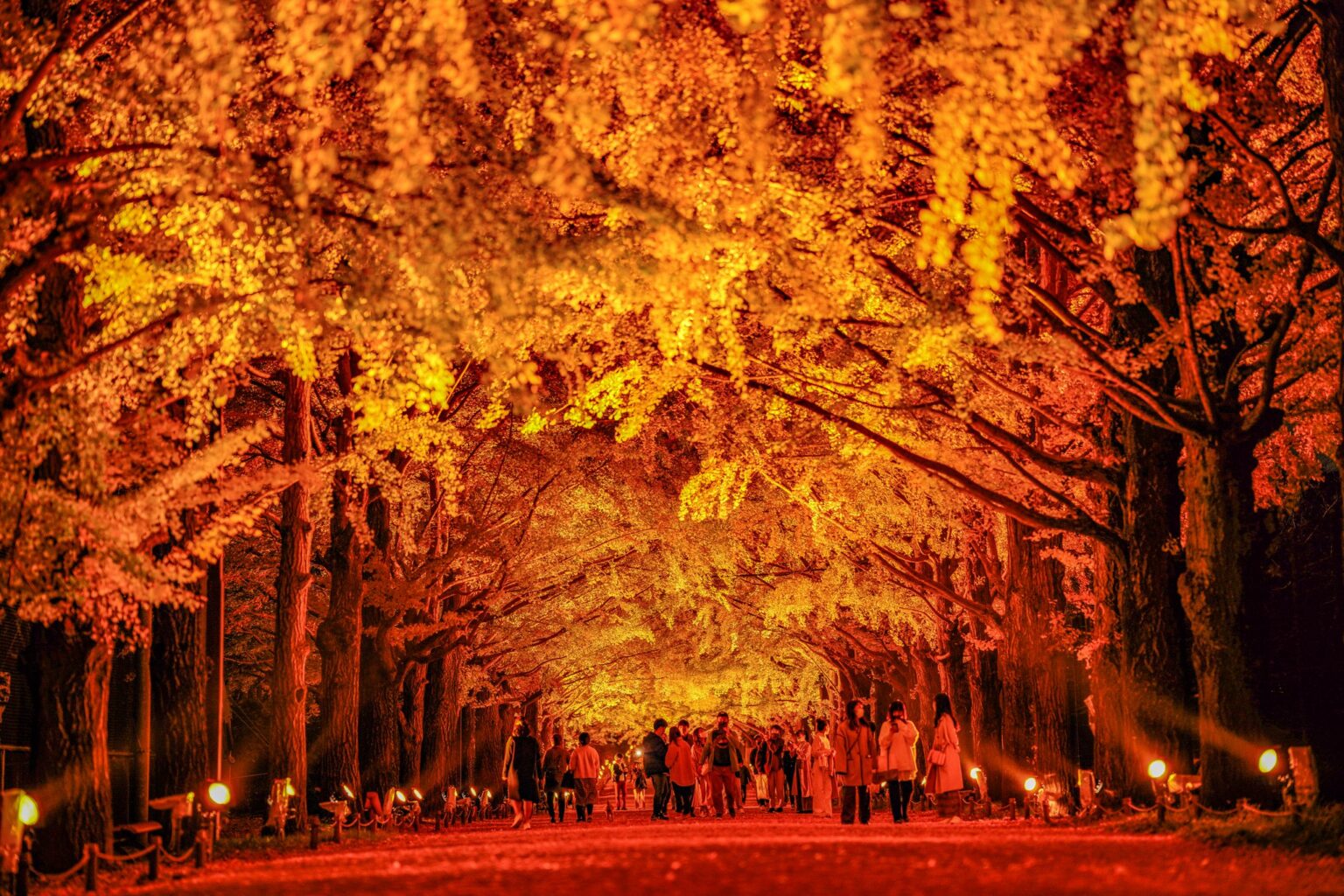 Where to See Tokyo’s Golden Ginkgo Trees in 2025