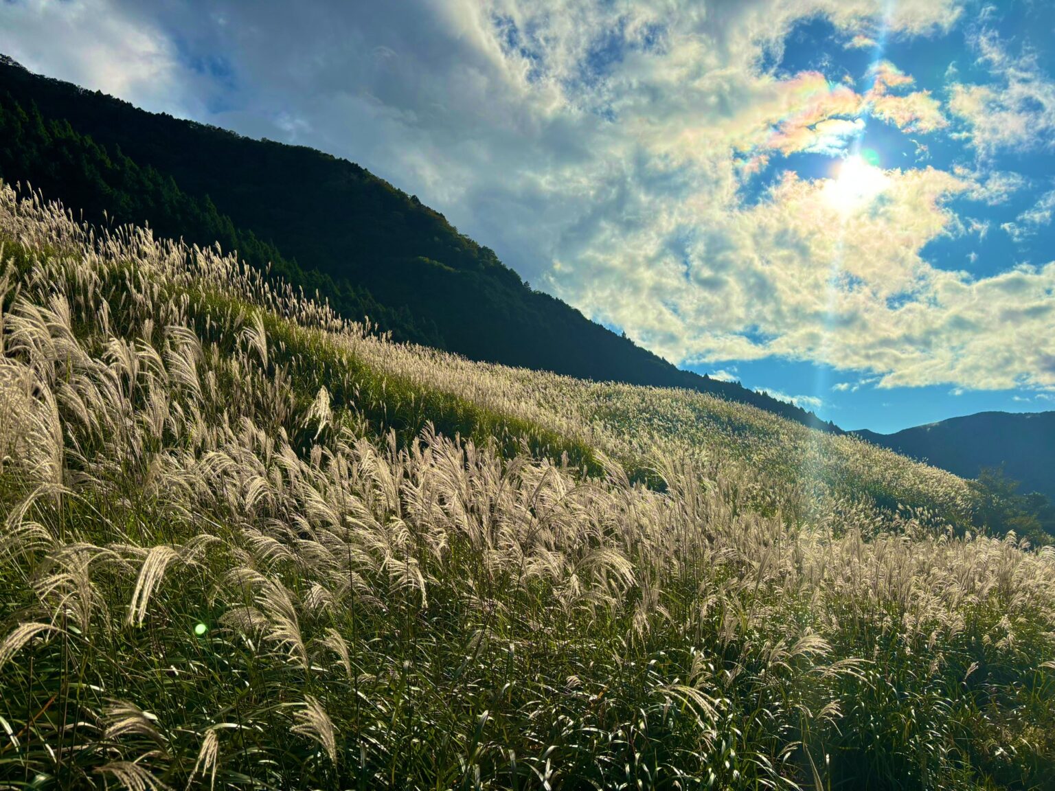 Sengokuhara Pampas Grass Fields_Hakone_Kanagawa_sky | Tabimania Japan
