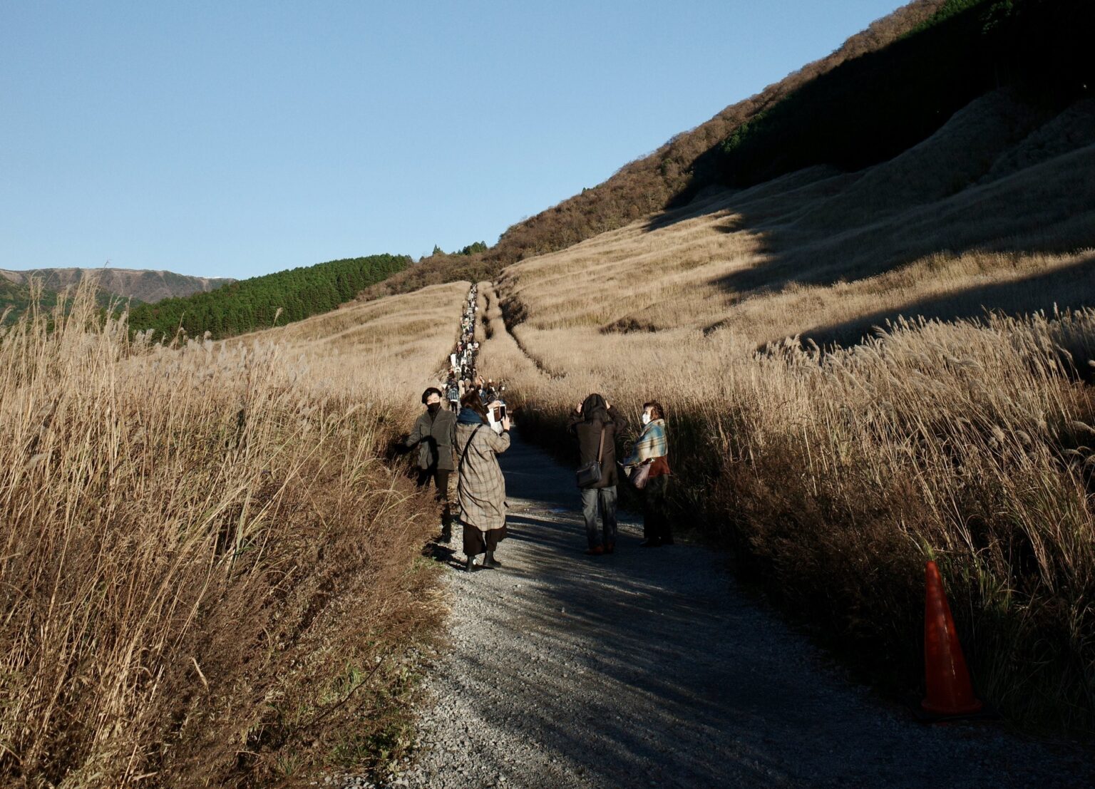 Sengokuhara Pampas Grass Fields_Hakone_Kanagawa_way | Tabimania Japan