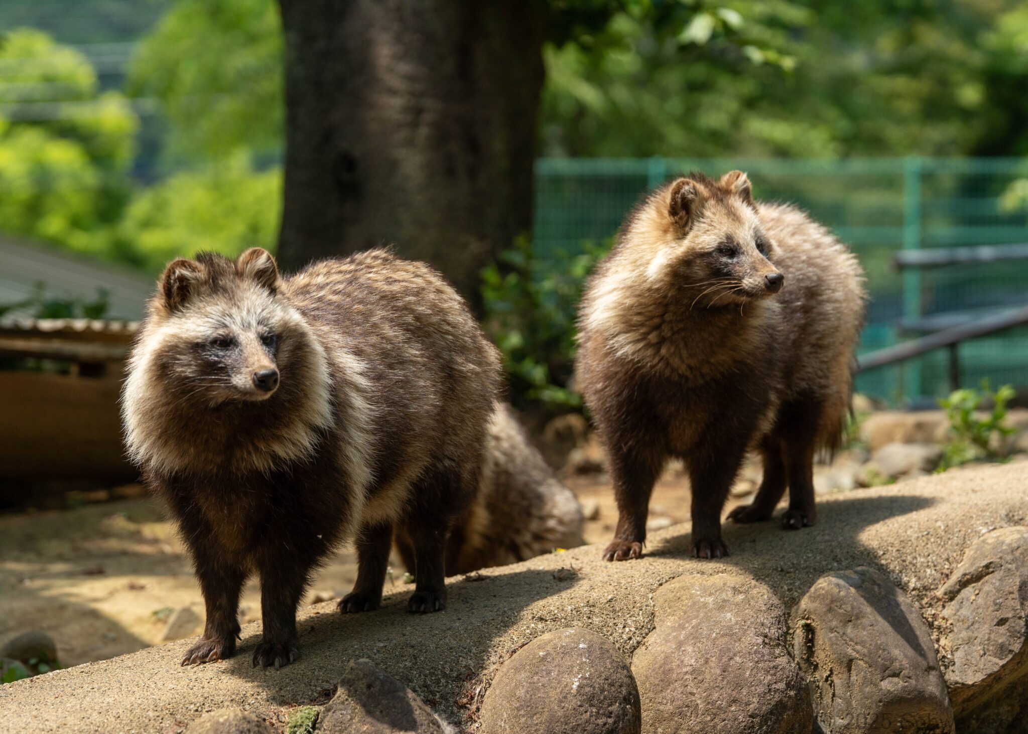 Can You See Wild Tanuki in Japan?