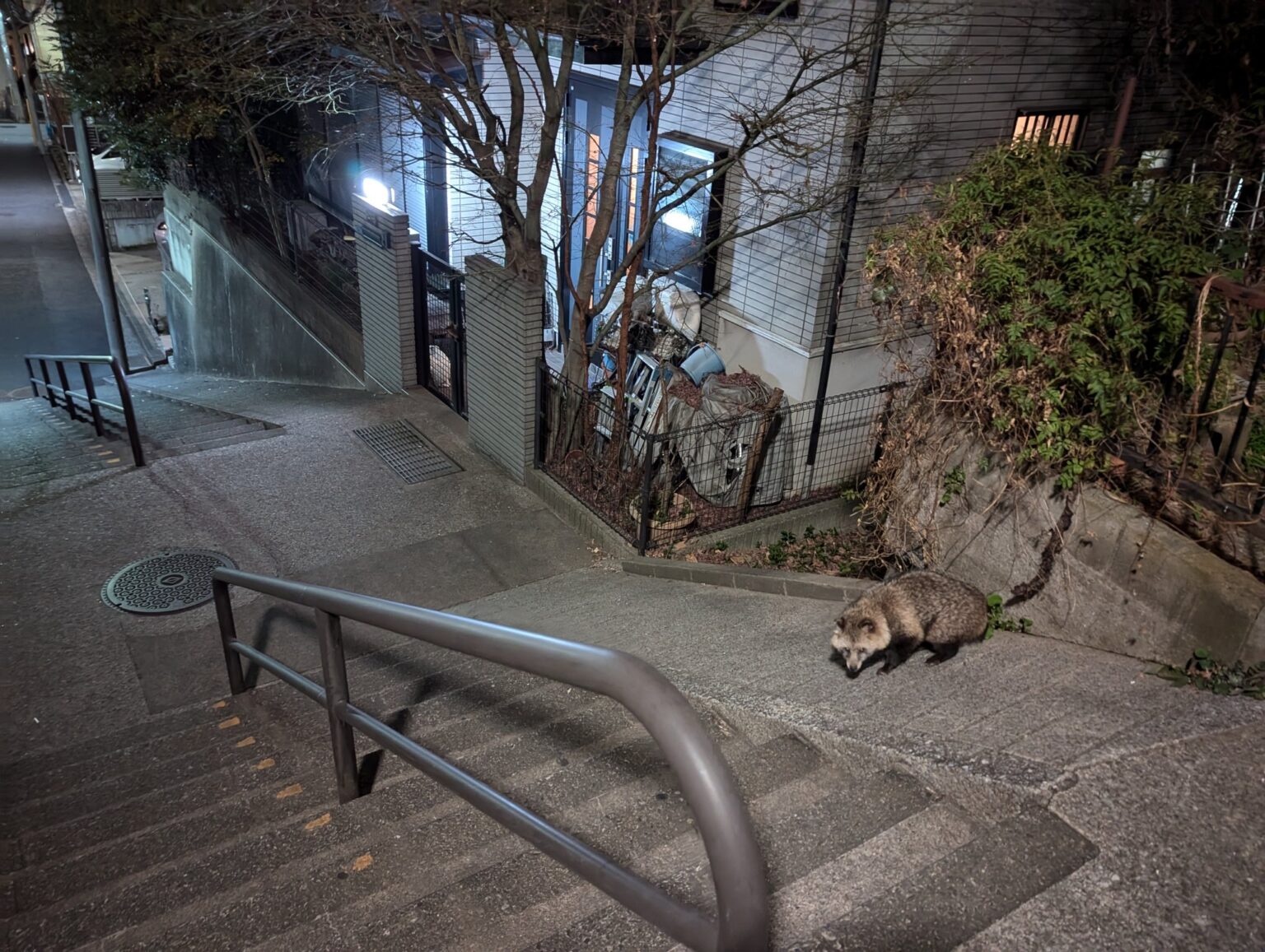 Can You See Wild Tanuki in Japan?