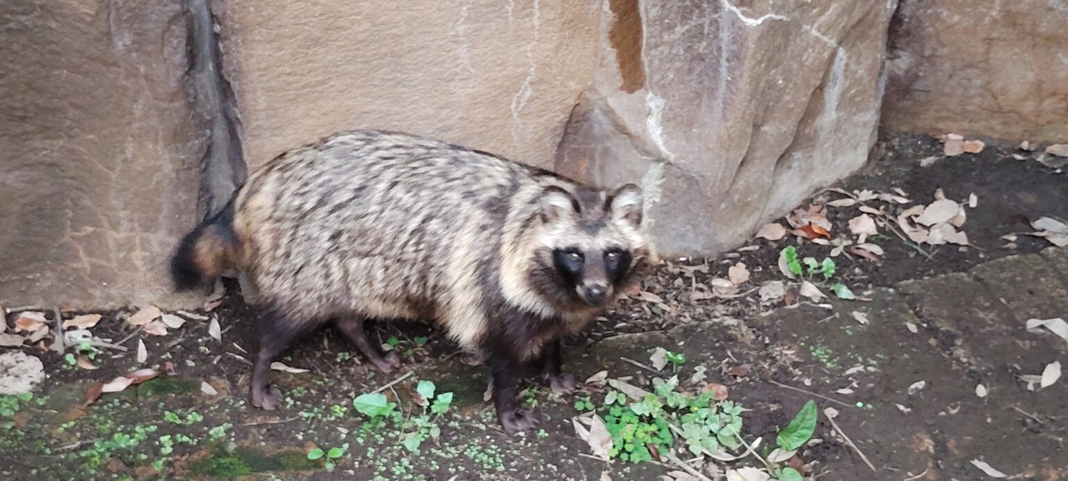 Can You See Wild Tanuki in Japan?