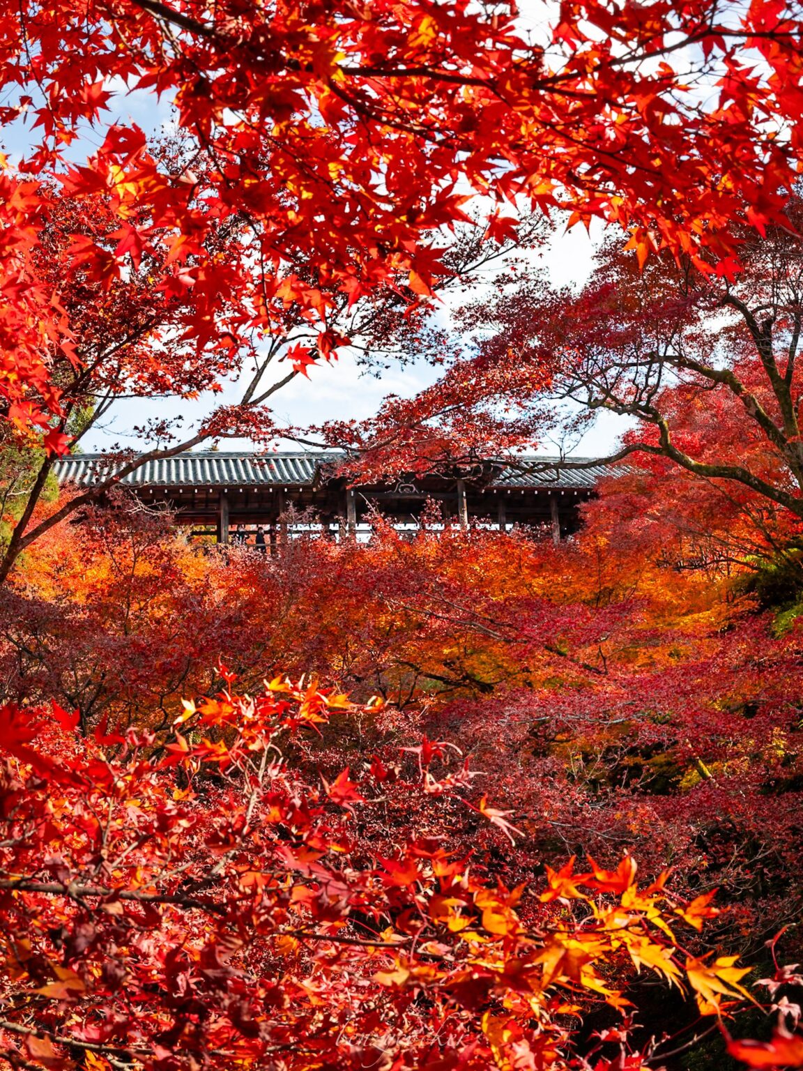 Autumn Leaves in Kyoto Best Spots to See Stunning Fall Colors_Tofukuji ...