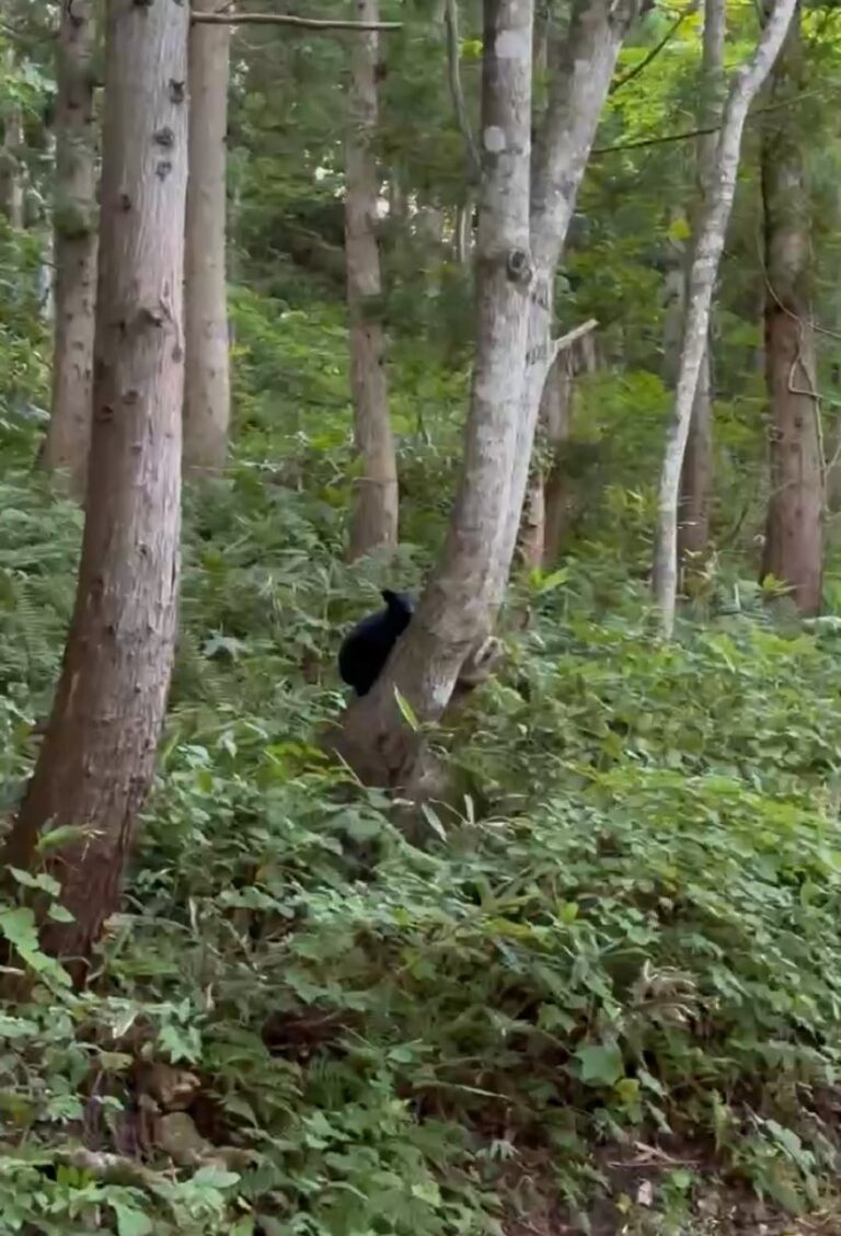 G0Jyxy-aYAA_V-4 | Tabimania Japan